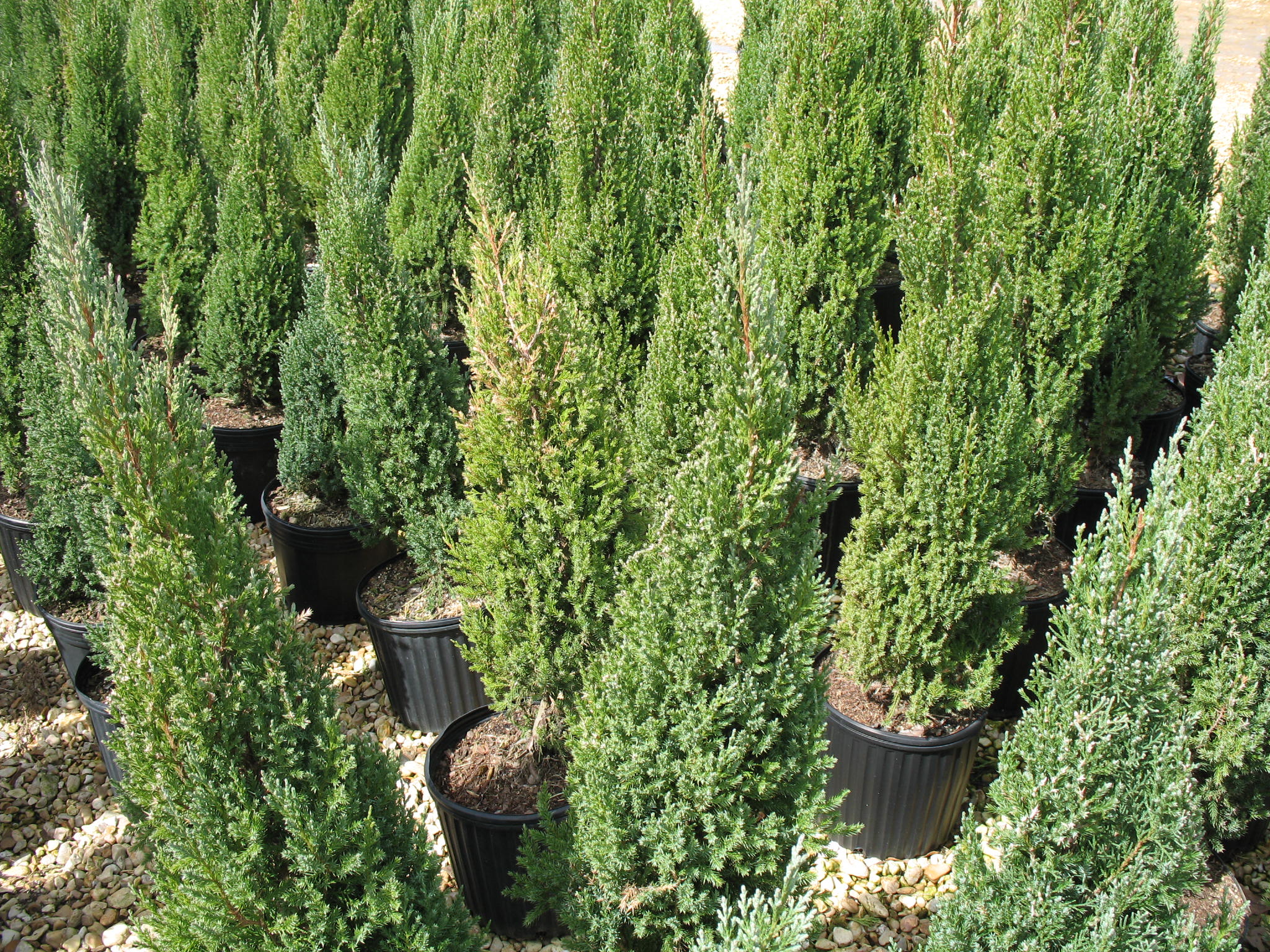 Online Plant Guide - Juniperus excelsa / Greek Juniper